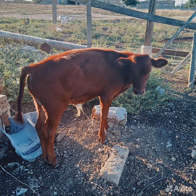 Телёнок 5 месяцев