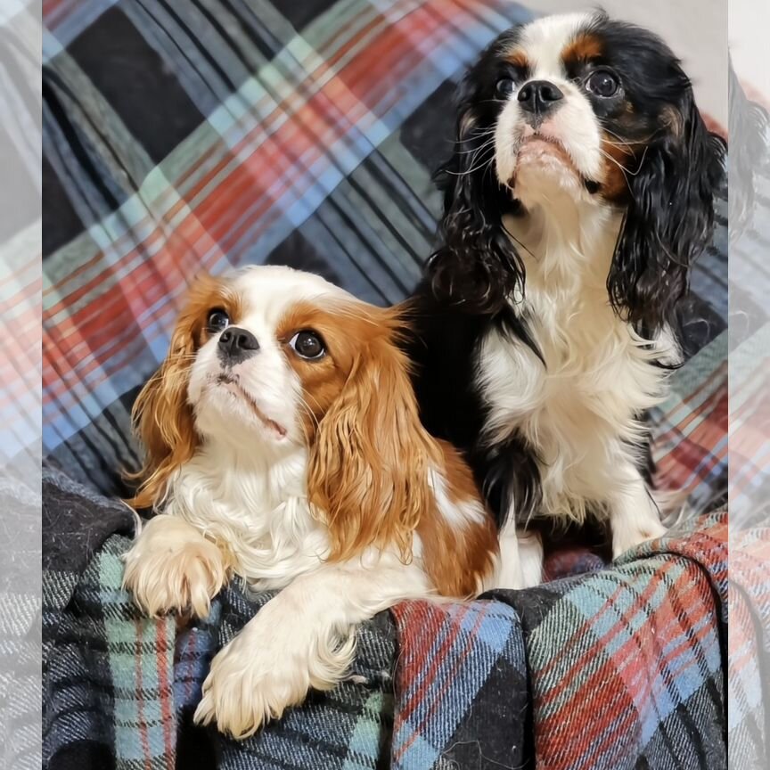 Кавалер кинг-чарльз-спаниель, щенок