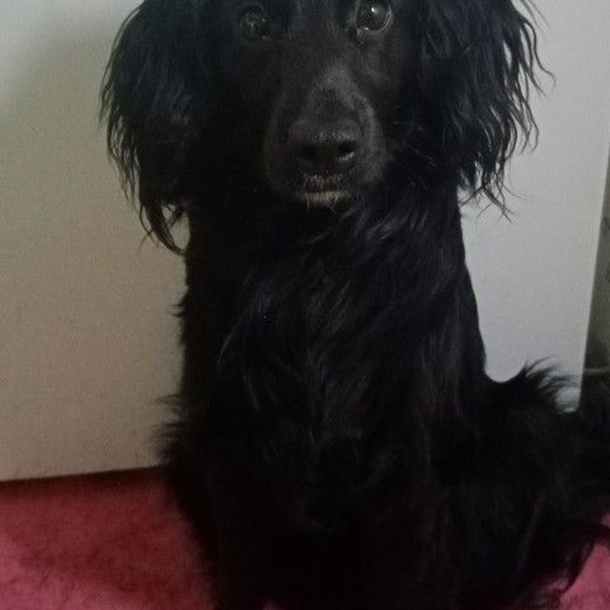 Продам щенка