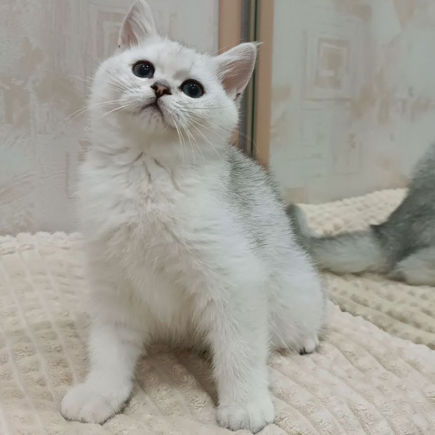 Британские котята шиншилла