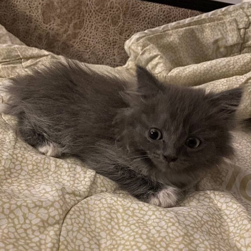 Котенок в добрые руки
