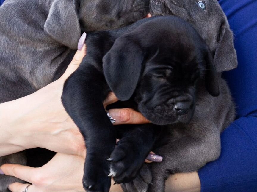 Щенки Кане Корсо