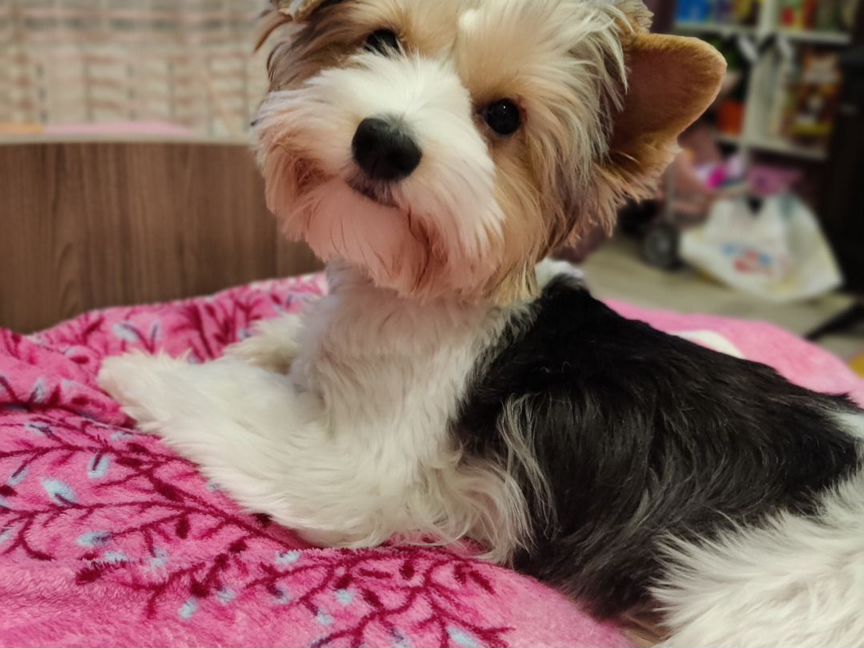 Бивер йорк мальчик