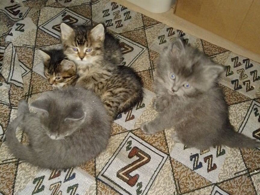 Котята в добрые руки 2 кота и 2 кошечки