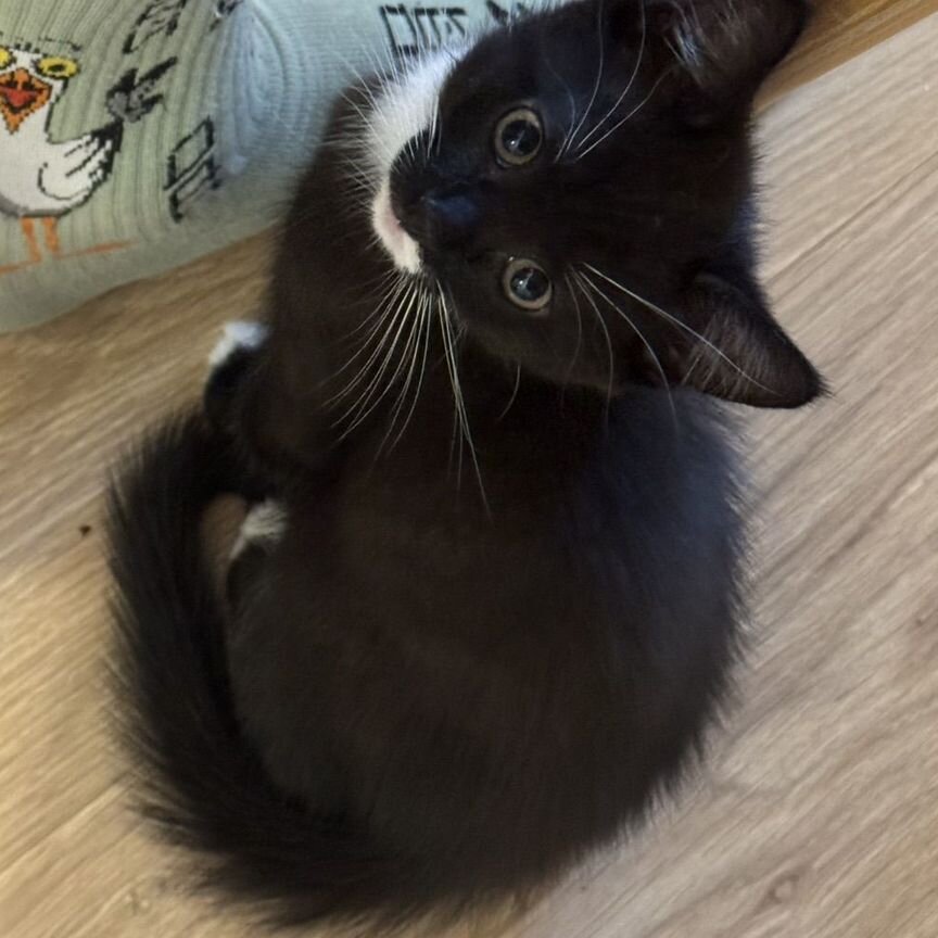 Котёнок в добрые руки