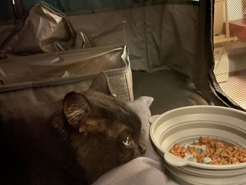 Миска в дорогу тарелки для собак