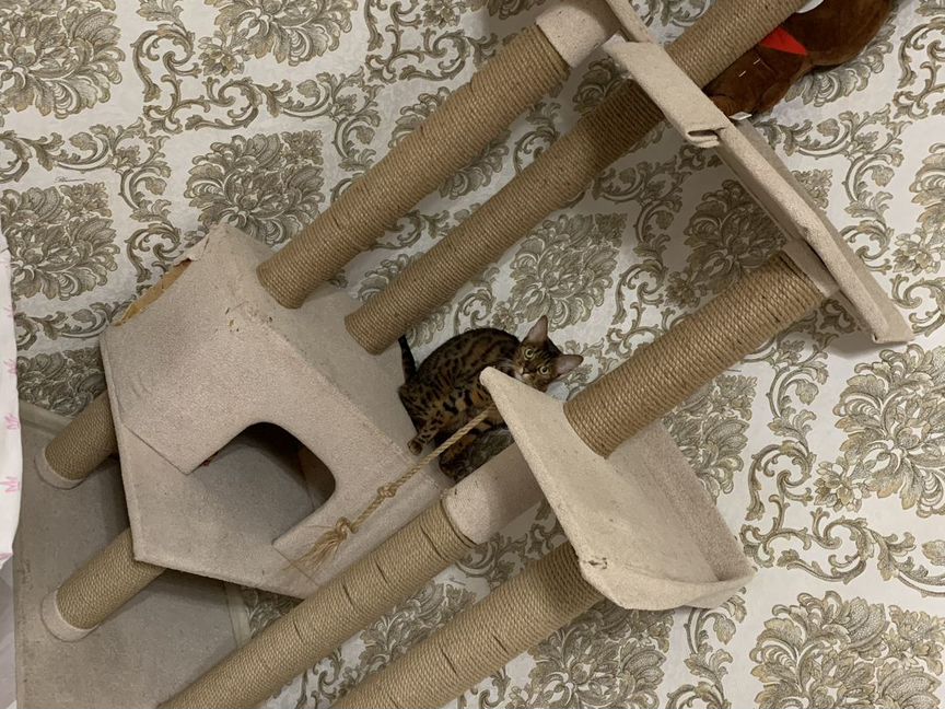 Кошачий домик большой