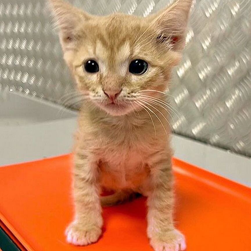Котенок Левушка, который не хочет сходить с рук