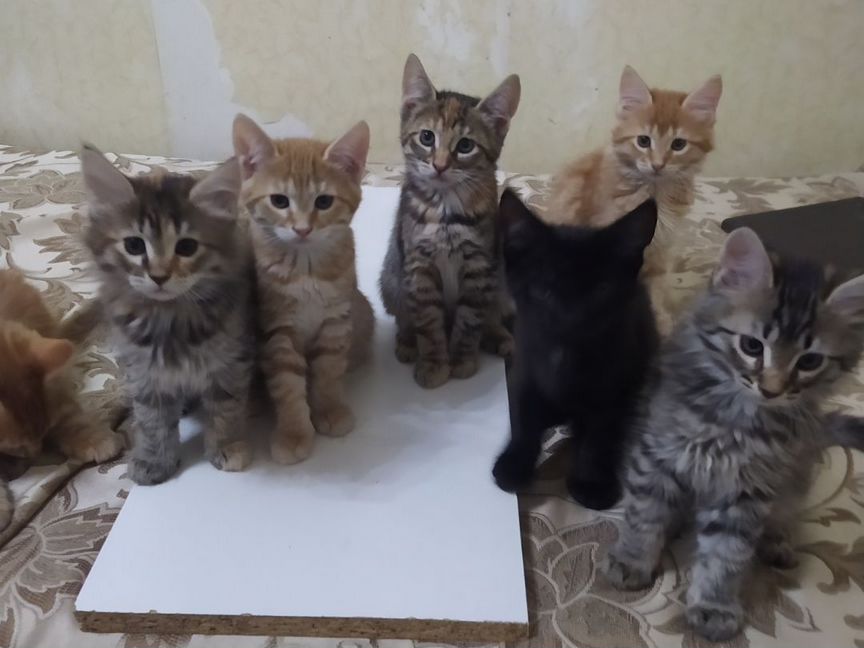 Метис мейнкуна