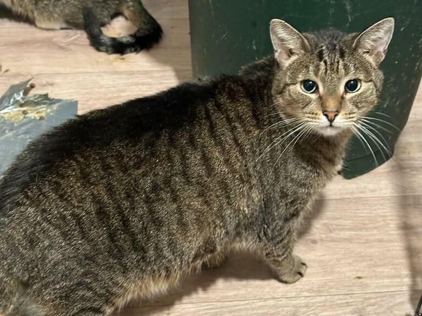 Кошка в добрые руки