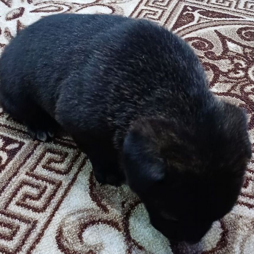 Французский бульдог, щенок