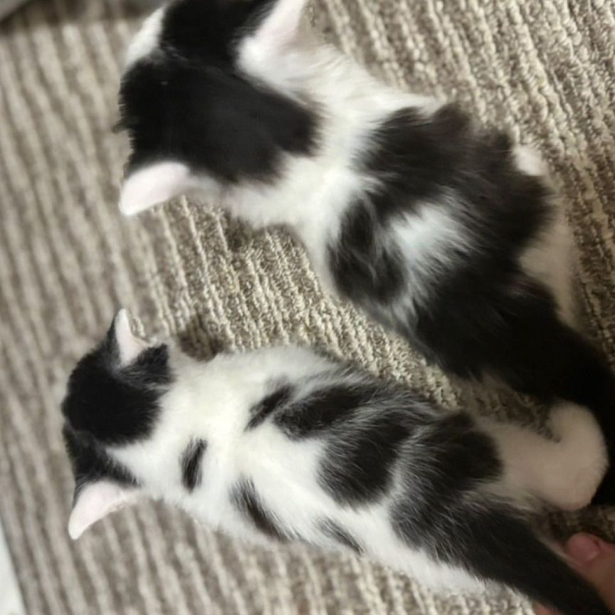 Котята в добрые руки бесплатно 1 месяц