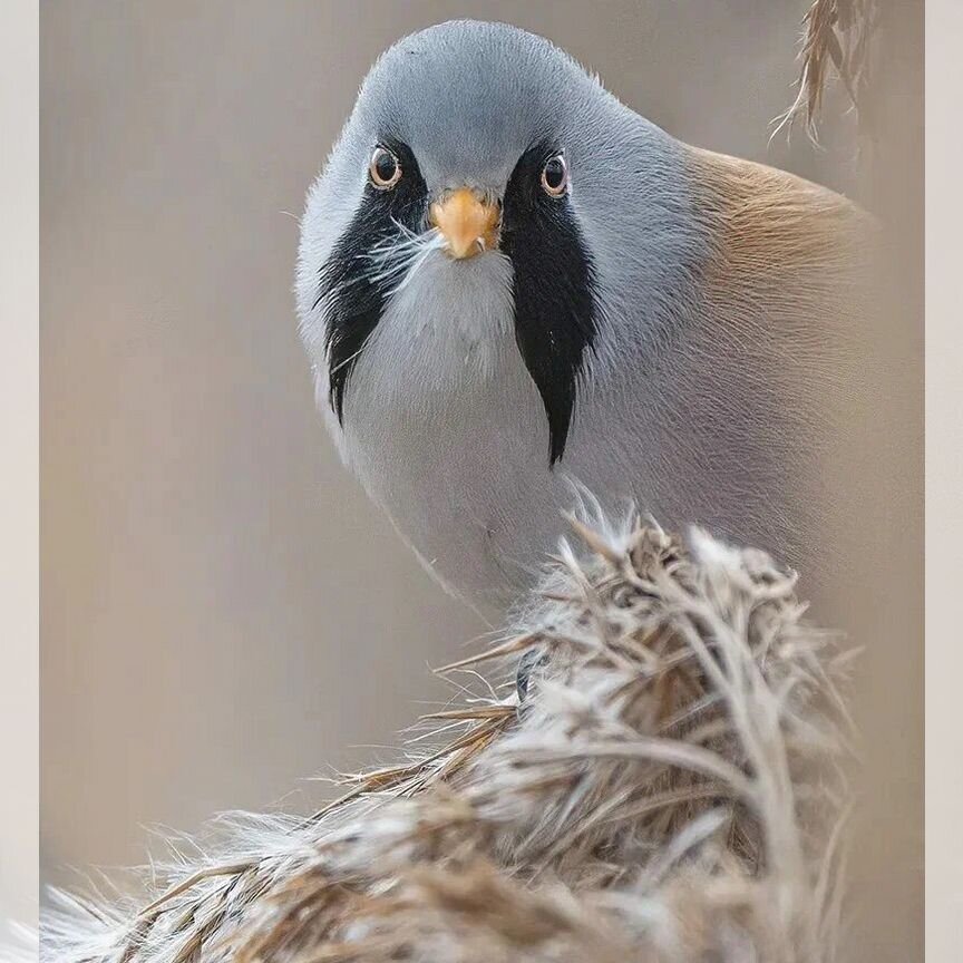 Декоративные птицы