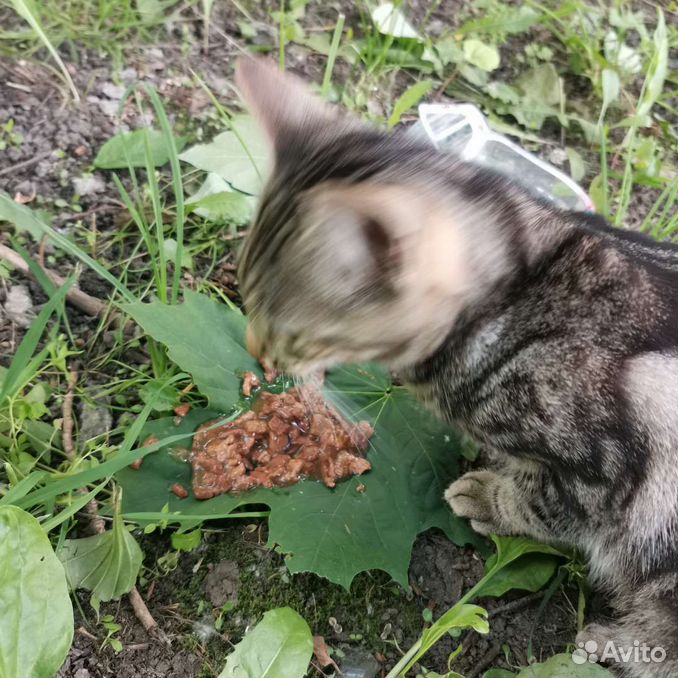 Котик хороший пр Маршала Жукова 34