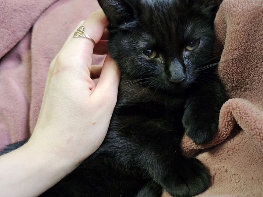 Котик, 2,5 мес