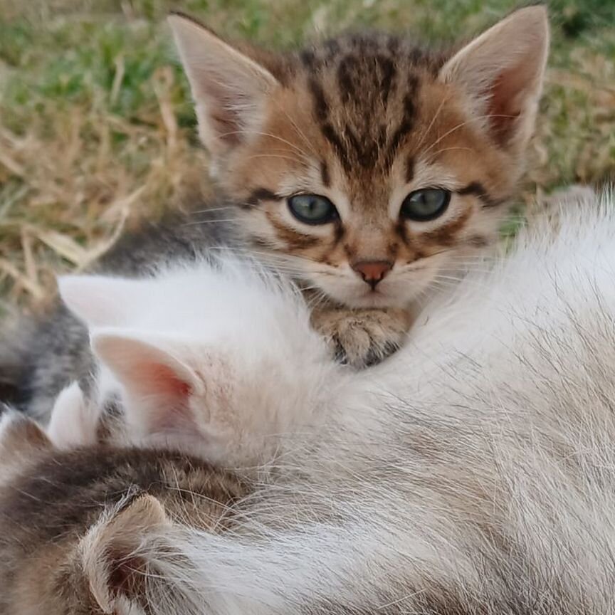 Котята пасхальные
