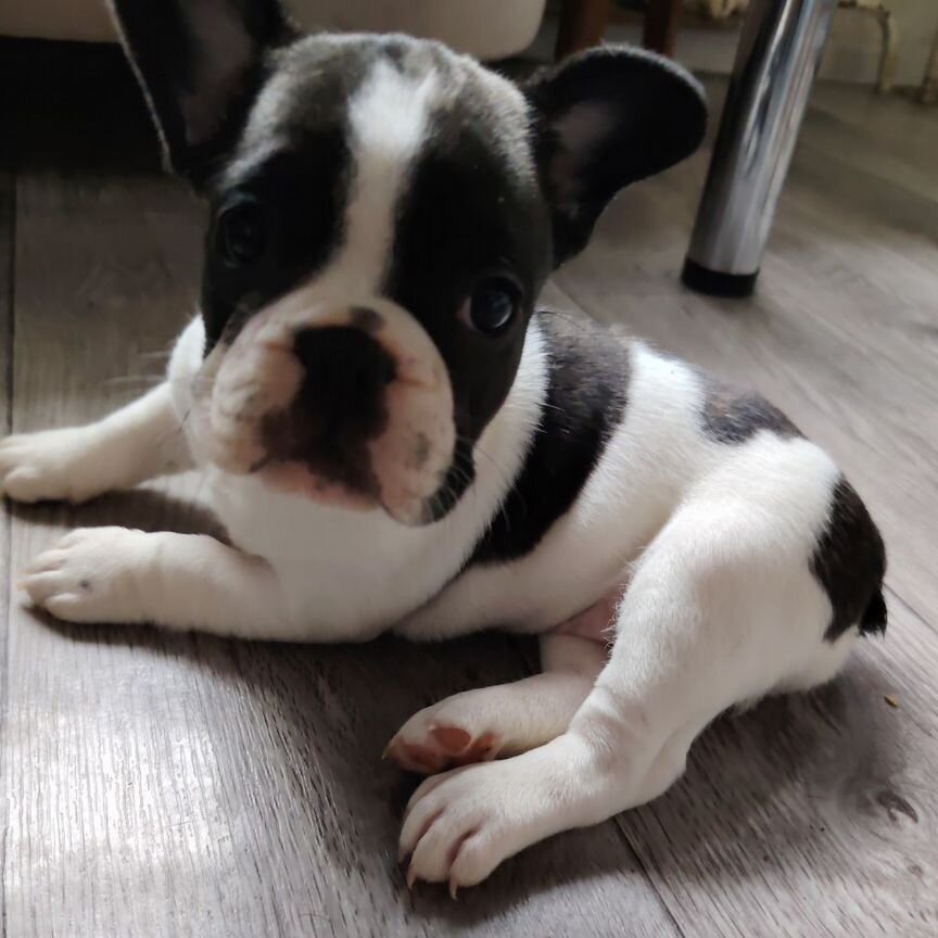 Французский бульдог, щенок