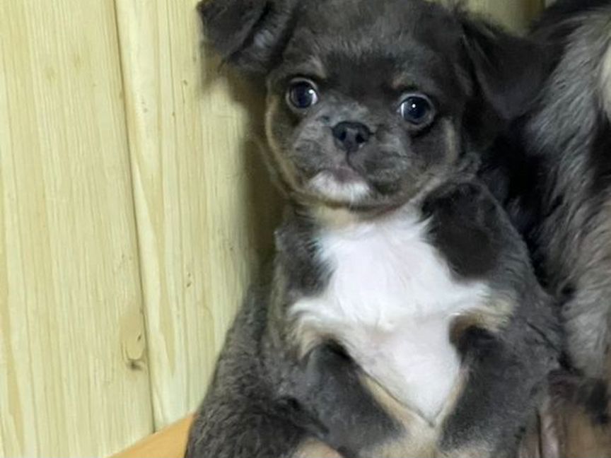 Чихуахуа щенки красивые и породные мальчики