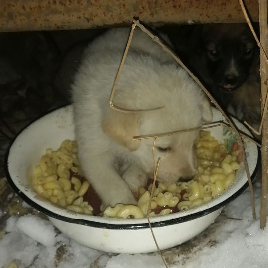 Щенок в добрые руки