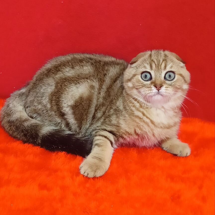Золотой мраморный котик