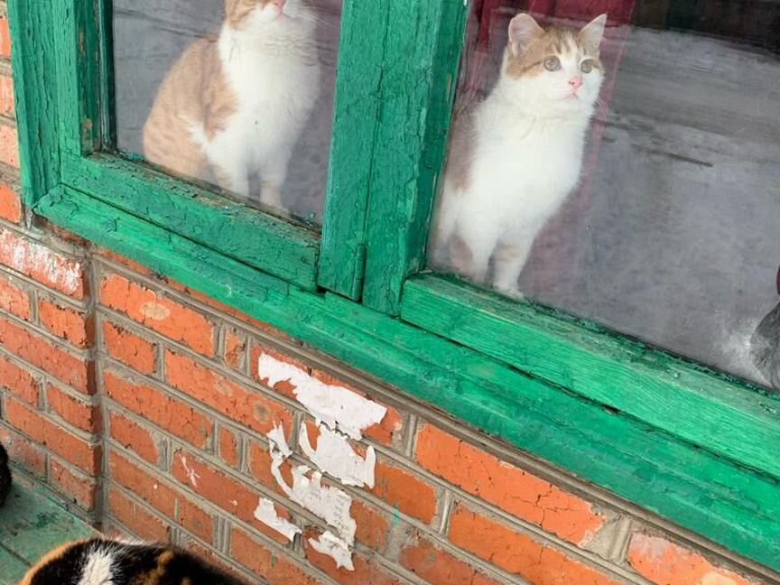 Бесплатно котята