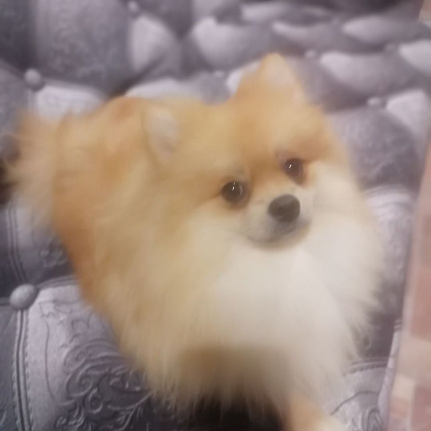 Немецкий шпиц Вязка