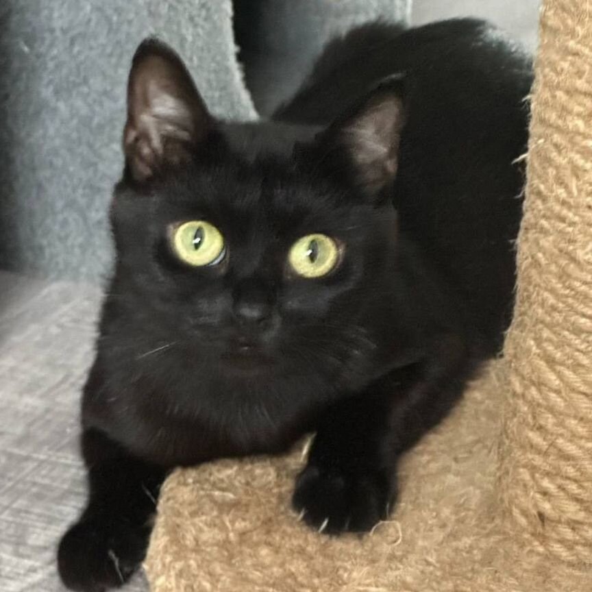 Взрослая кошка в добрые руки