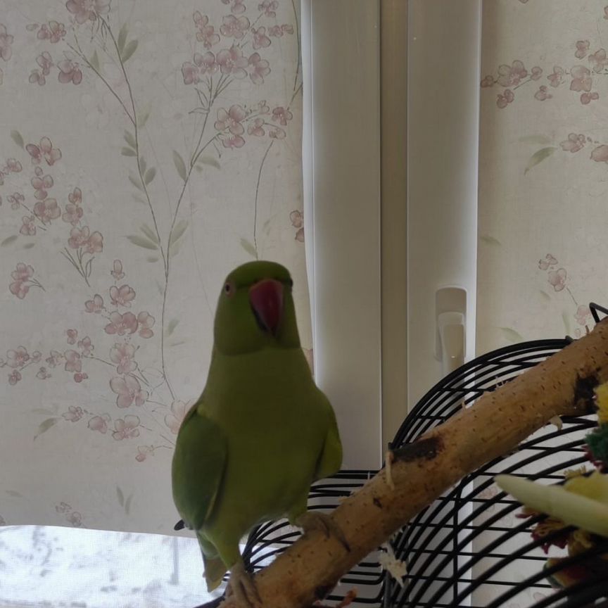 Ожереловый попугай