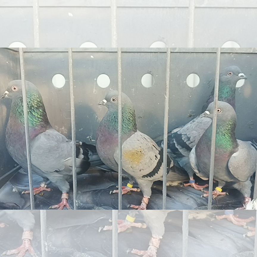 Продажа бакинских голубей