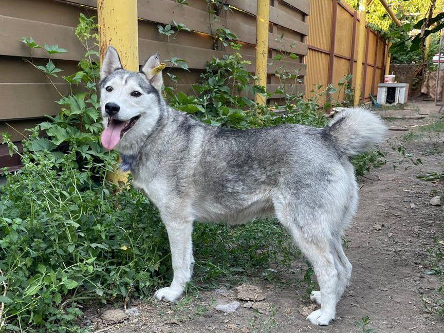 Хася ищет дом