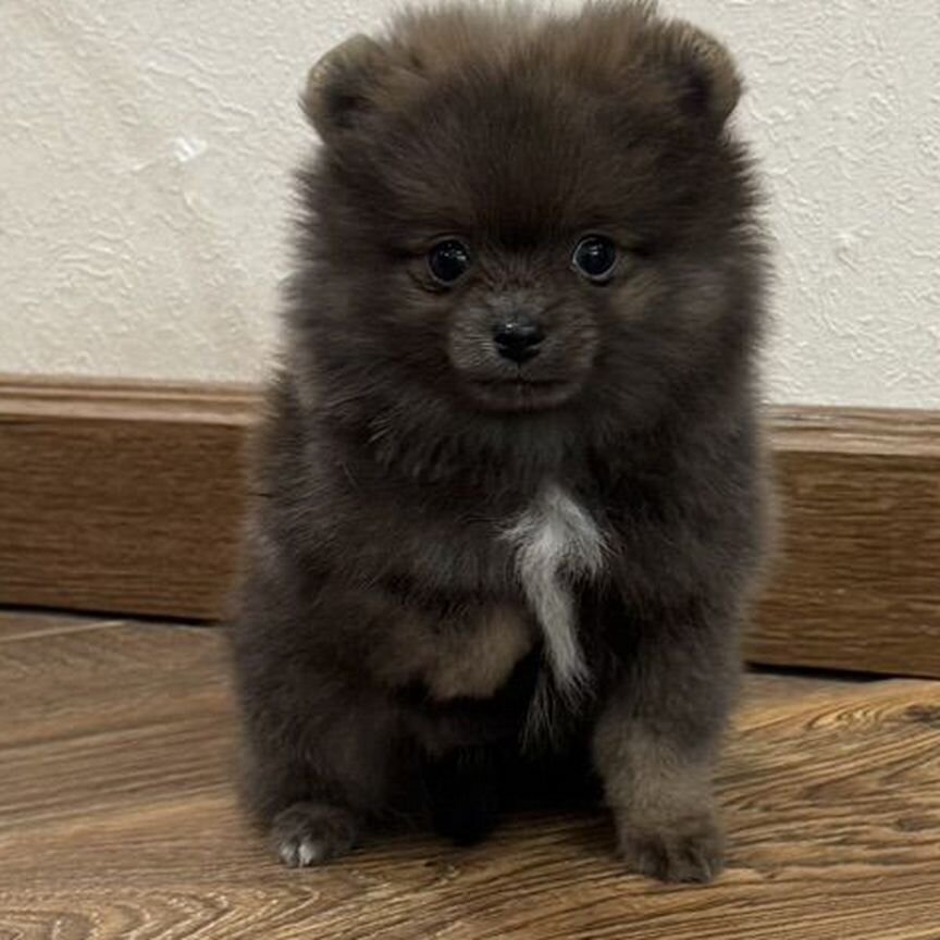 Померанский шпиц, щенок