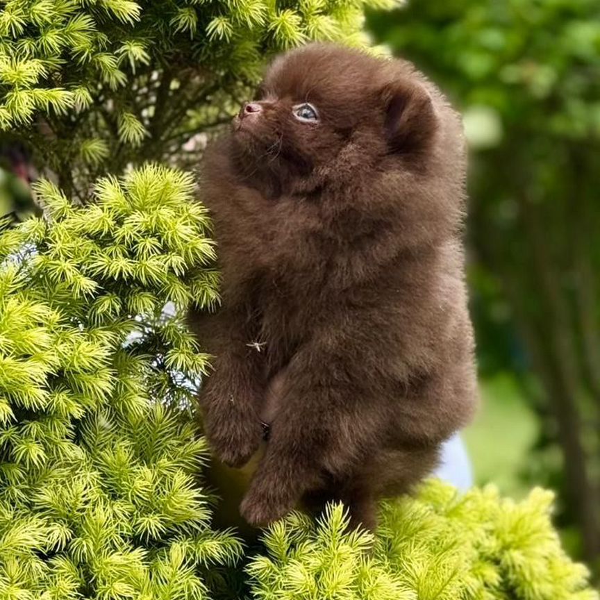 Померанский шпиц мини мишка