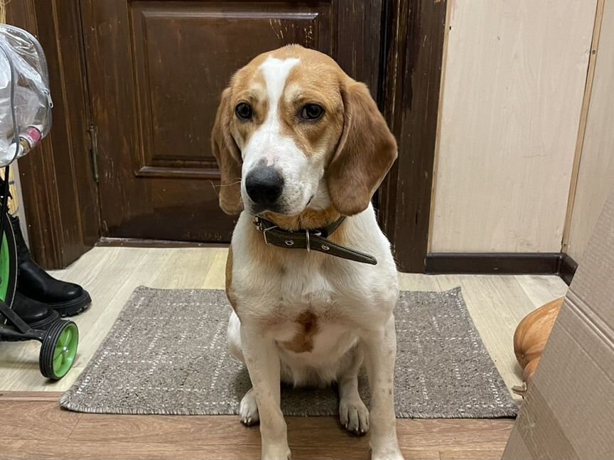 Найден Бигль