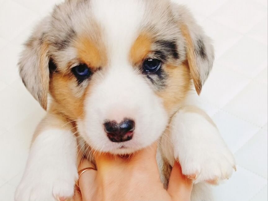 Щенки корги мрамор и триколор