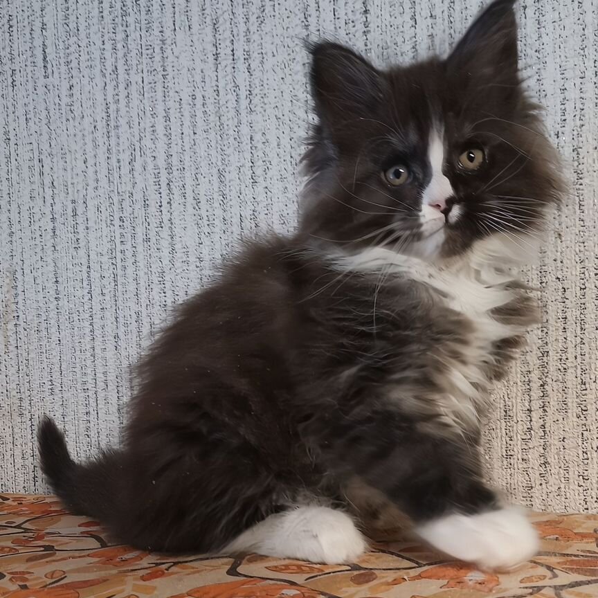 Мейн-кун котёнок