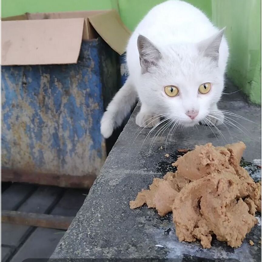 Взрослый кот в добрые руки