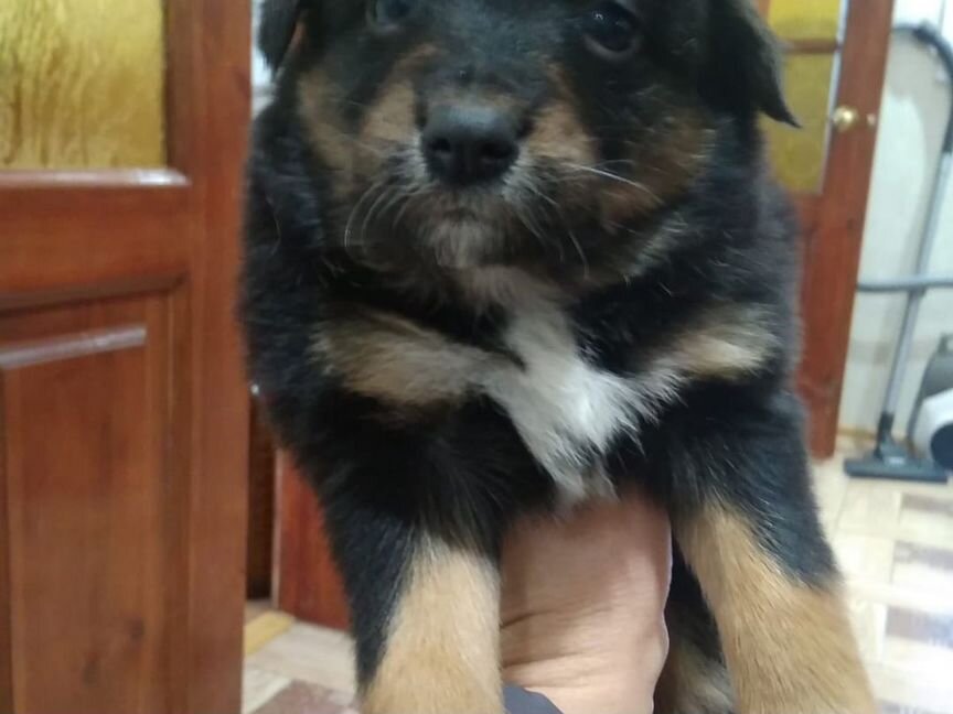 Собаки бесплатно