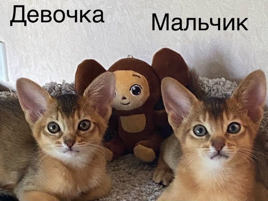 Аббисинские котята