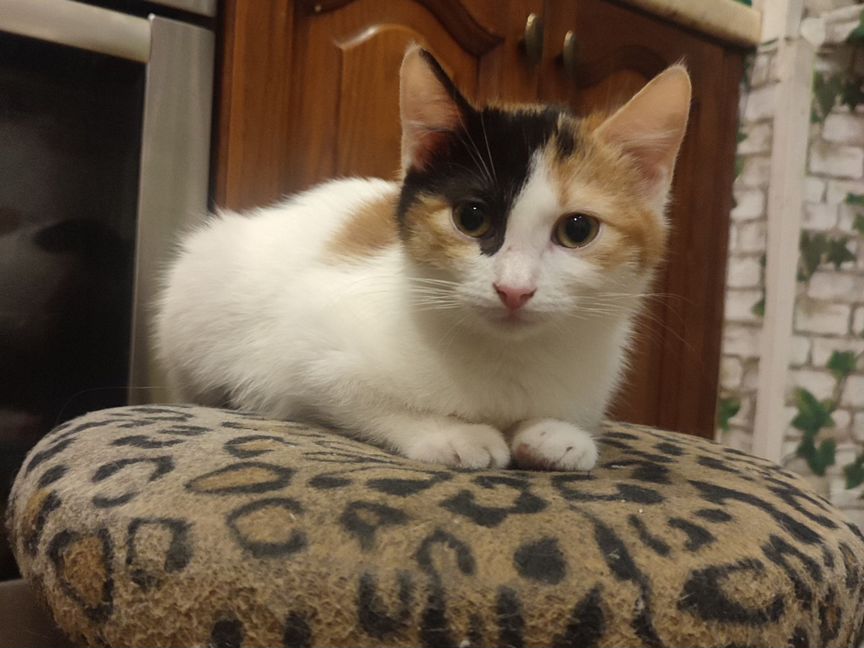 Кошка в дар бесплатно