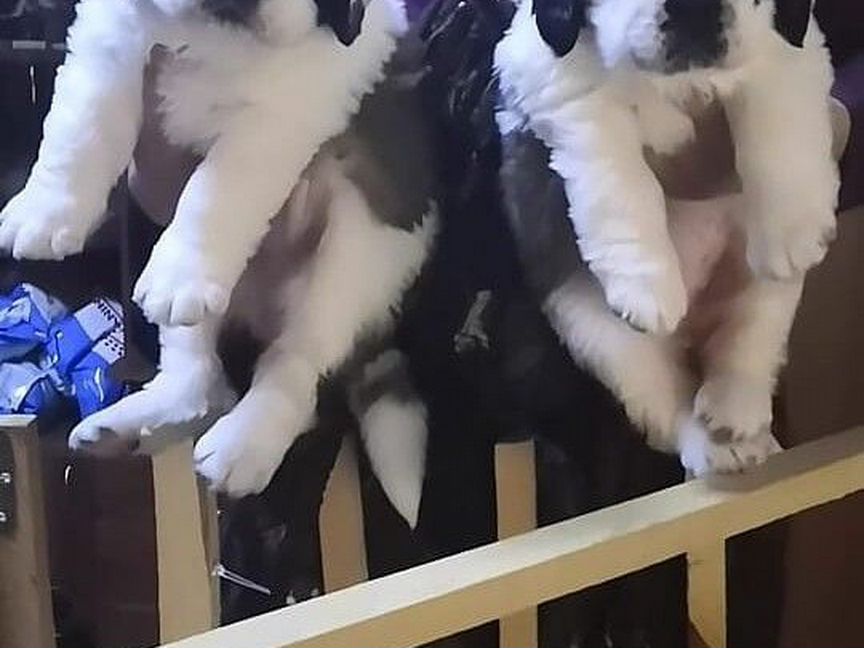 Сенбернар мальчик с документами, клеймо