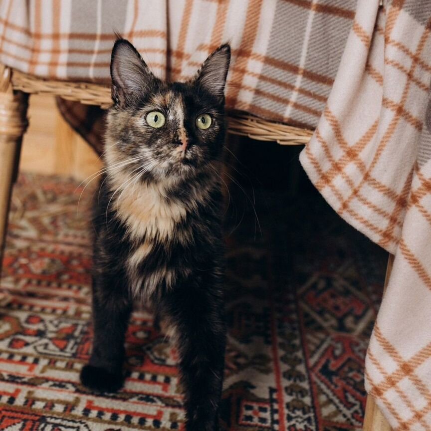 Молли ищет дом