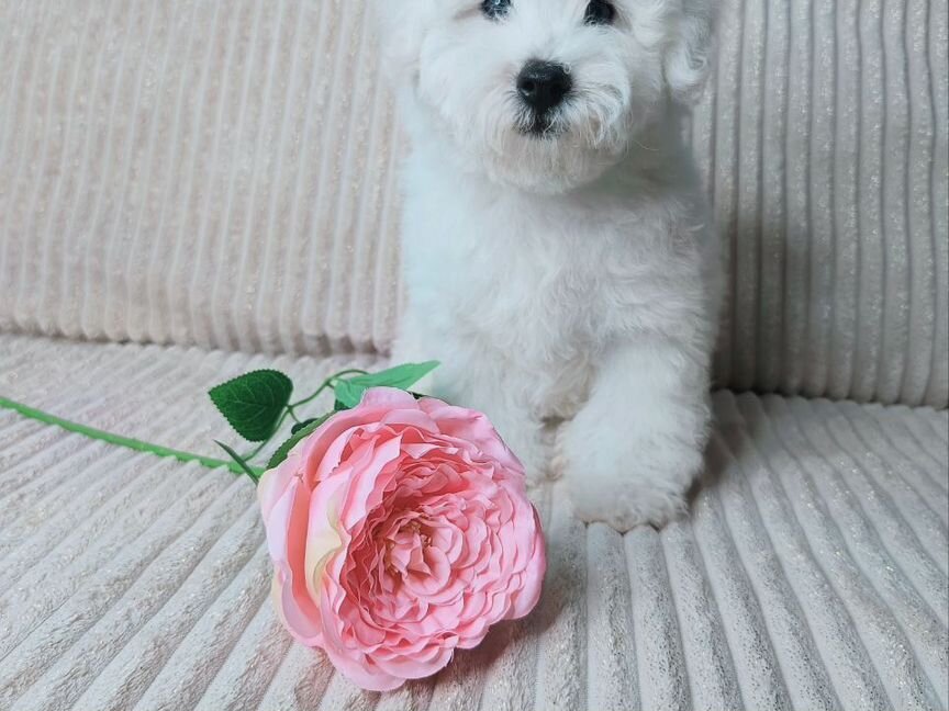 Бишон фризе мальчик