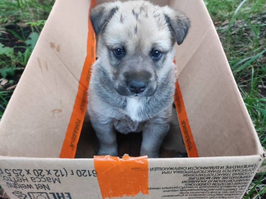 Милашка Альма, 1,5 мес. в добрые руки