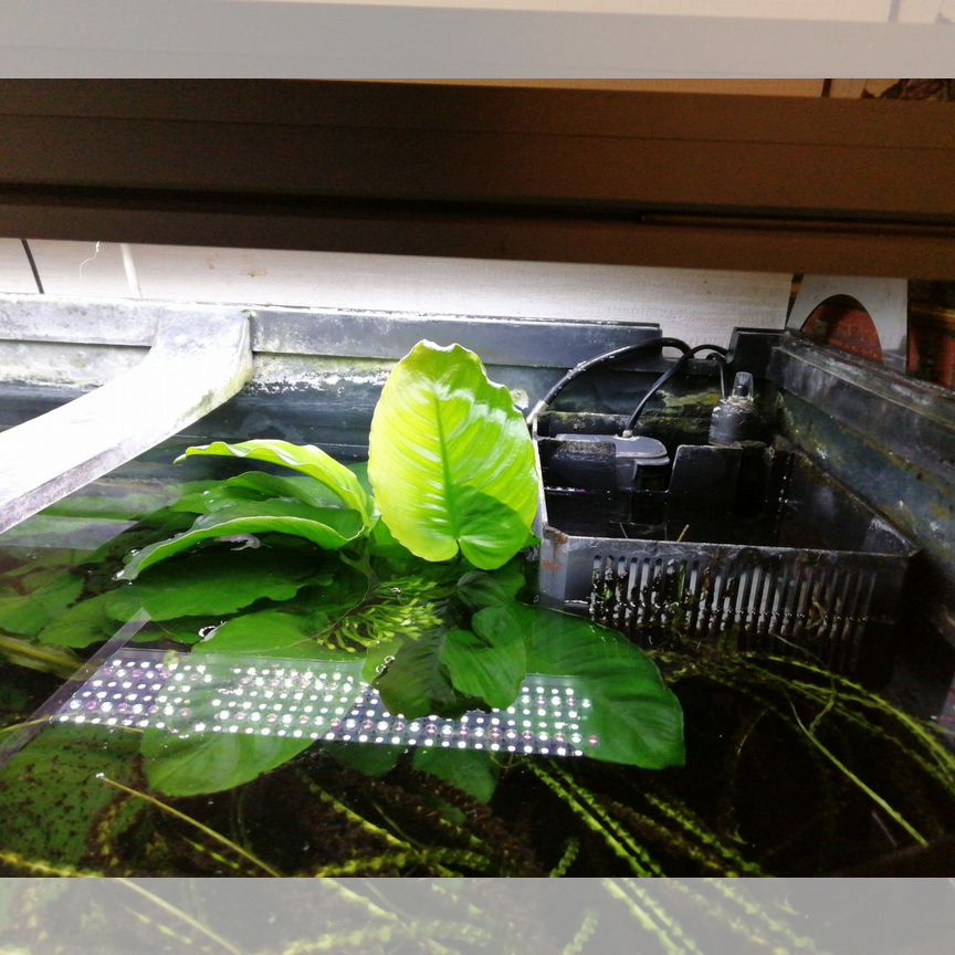 Акавариумное растение анубиас бартера