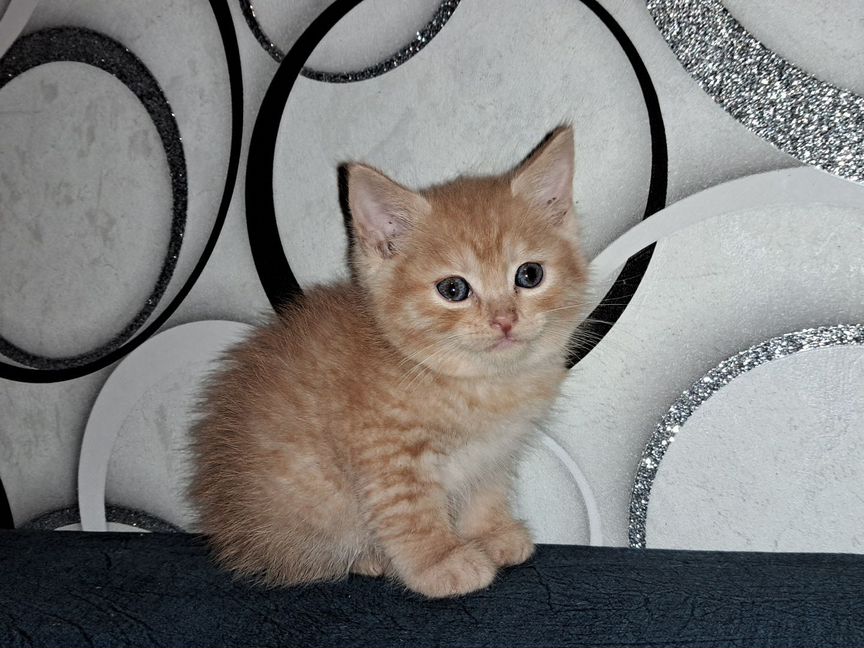 Шотландские котята смесь