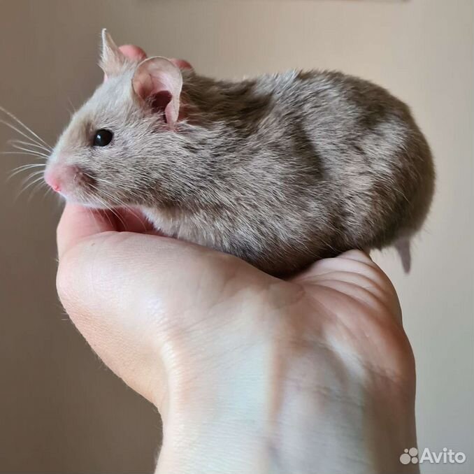 Сирийский хомяк бесплатно