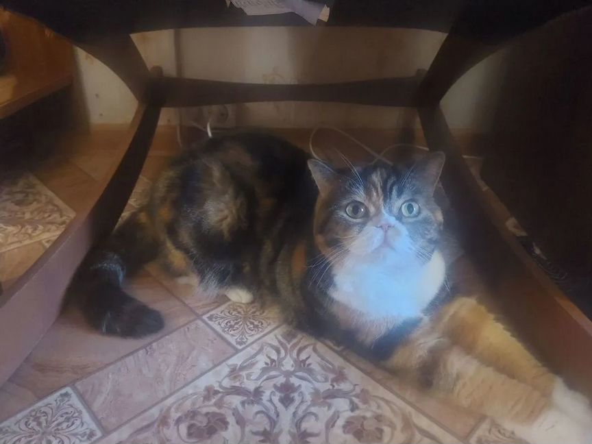 Шотландская прямоухая, бесплатно