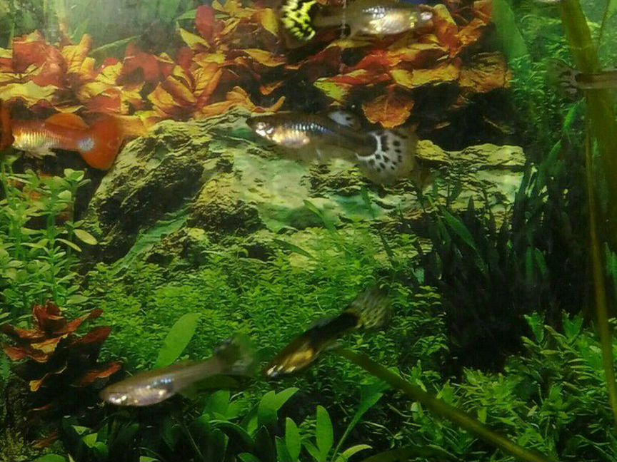 Обменяю гуппи