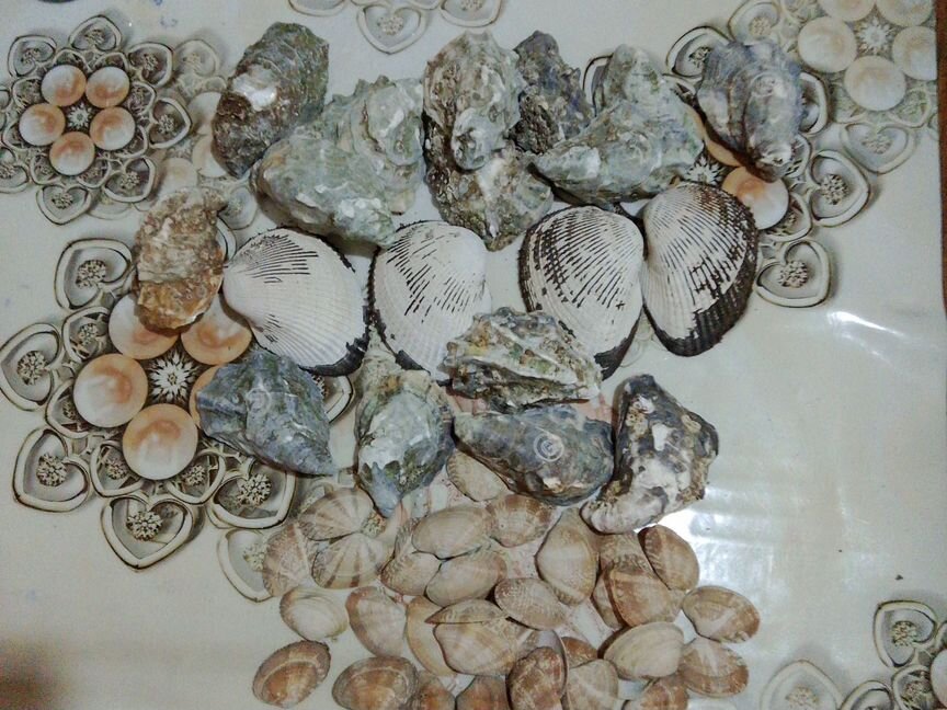Морские Ракушки