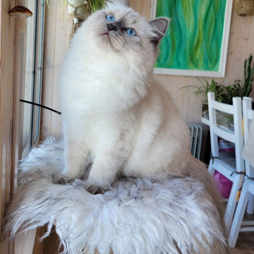 Невский маскарадный котёнок